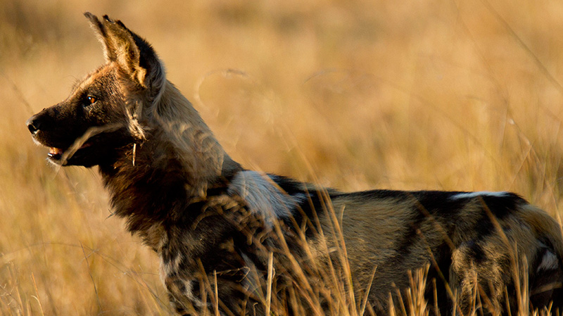 A Wild Dog's Tale + Q&A - info and ticket booking, Bristol | Watershed